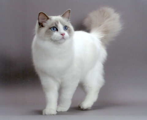 Ragdoll Kittens by Kelly | Ragdoll Cat Breeder in Southern California