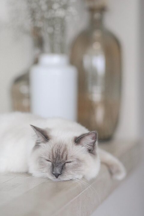 Ragdoll Kittens by Kelly | Ragdoll Cat Breeder in Southern California