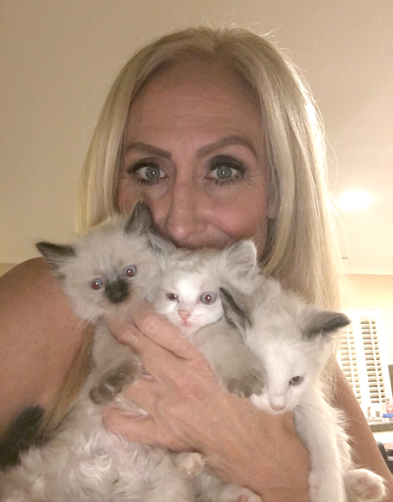 Ragdoll Kittens by Kelly | Ragdoll Cat Breeder in Southern California