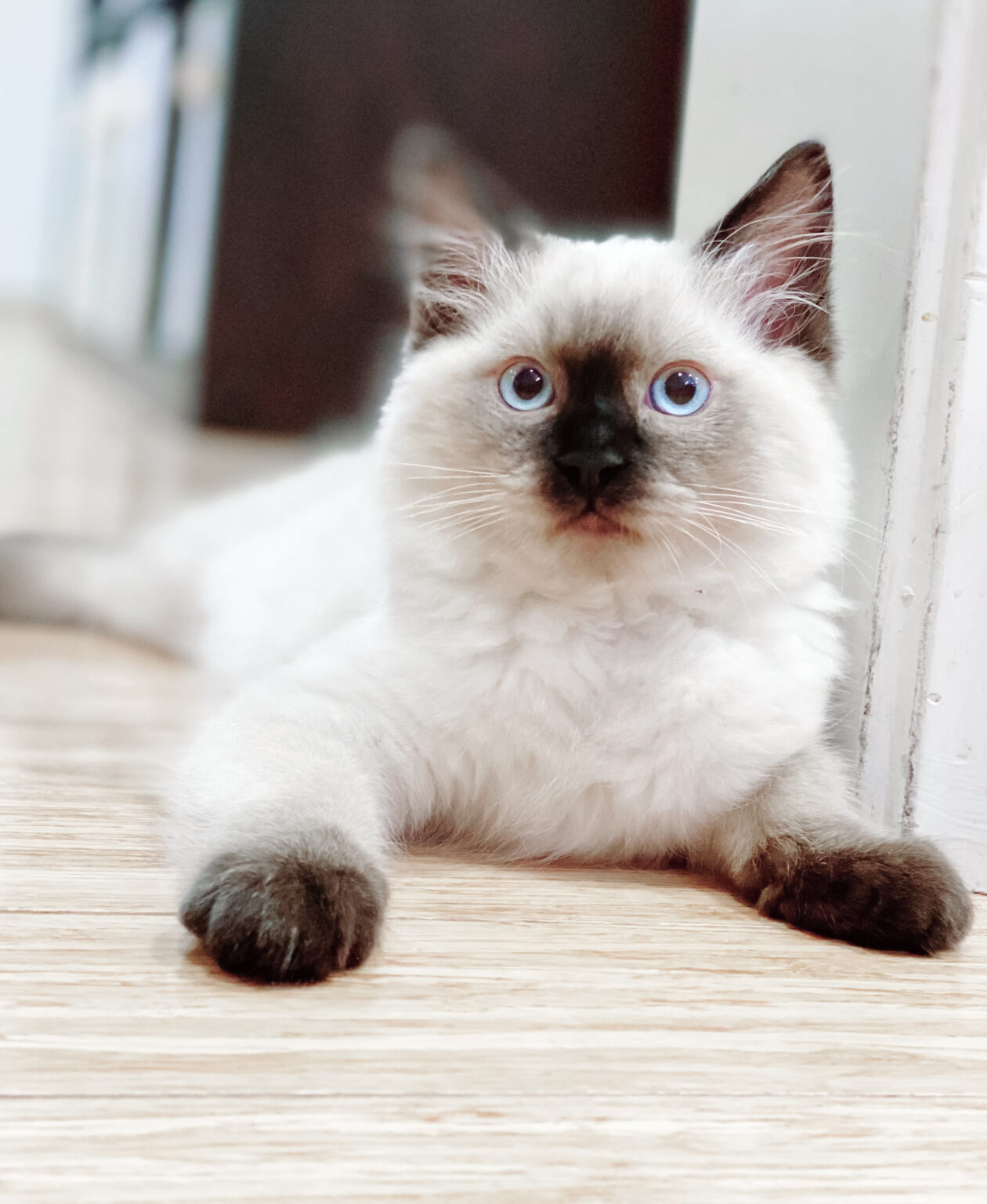 Ragdoll Breed History - Ragdoll Kittens by Kelly | Ragdoll Cat Breeder ...