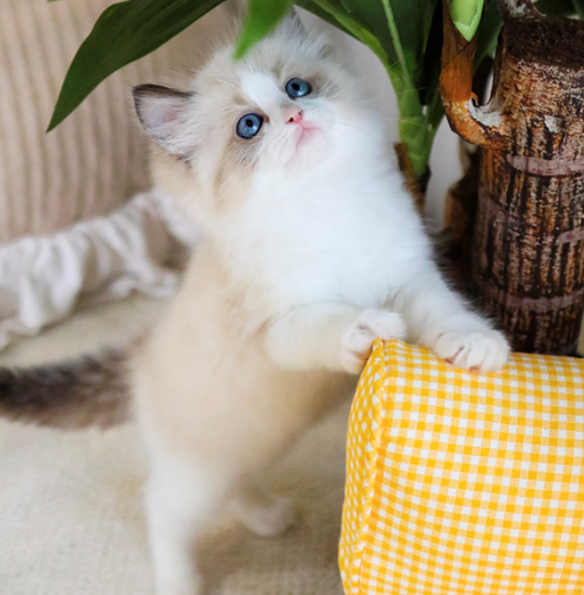 Ragdoll Kittens for Sale in Los Angeles: SoCal's Premier Ragdolls