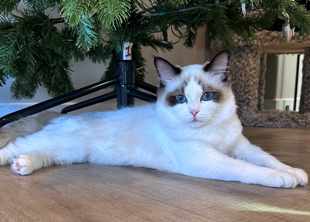 Ragdoll Cat Breeders - Ragdoll Kittens by Kelly | Ragdoll Cat Breeder ...