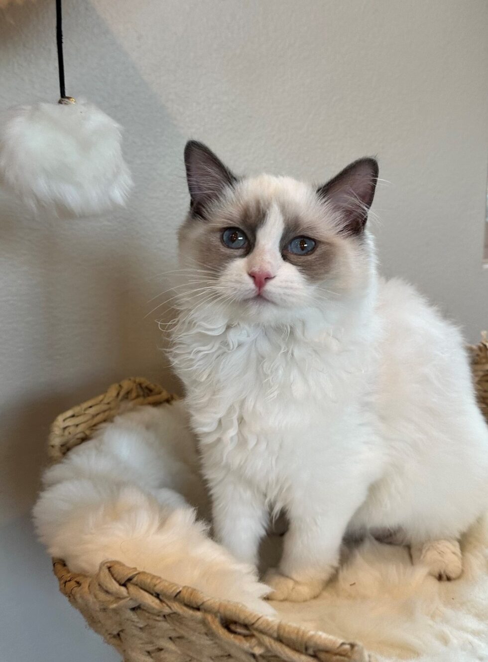 Ragdoll Cat Breeders - Ragdoll Kittens by Kelly | Ragdoll Cat Breeder ...