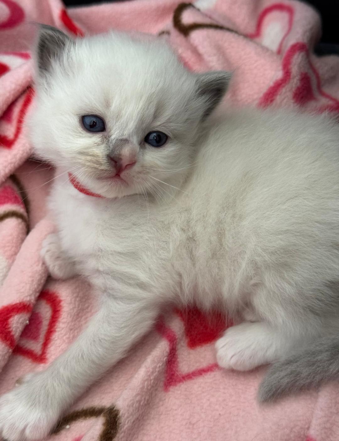 Ragdoll Kittens in Riverside County: A Guide to the Best 💖 - Ragdoll ...